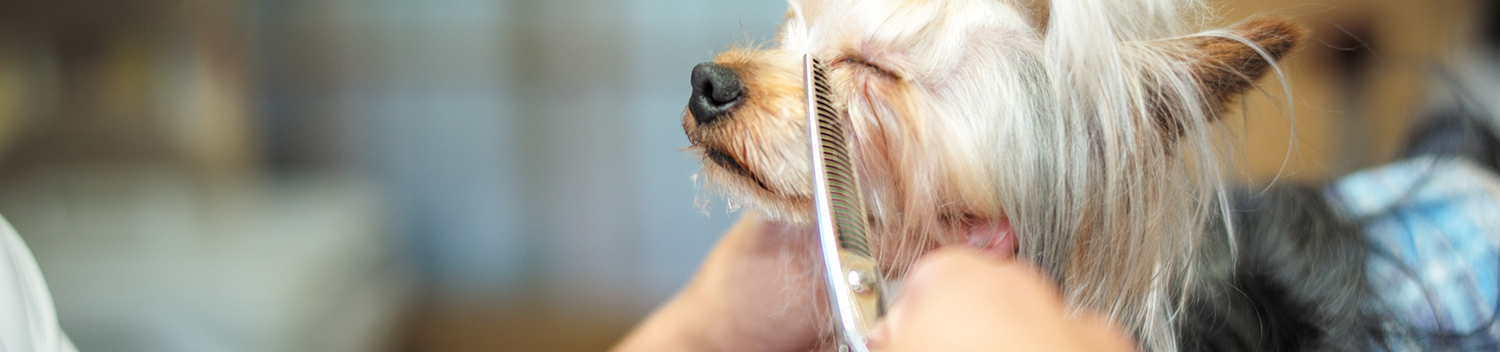 小型犬 | 静岡県藤枝市のトリミングサロン「ペットハウスLuce」